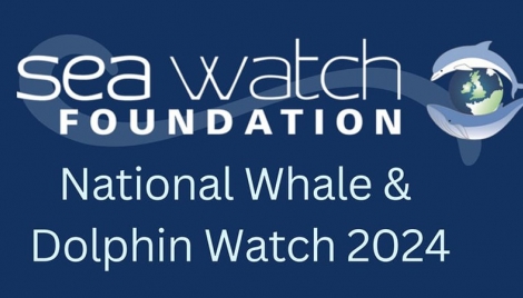 National Whale and Dolphin Watch 2024 | Dundee City Council